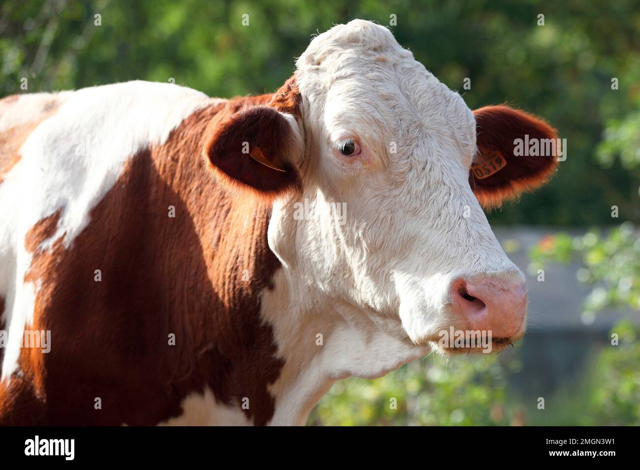 Portrait of a Montbeliarde cow Stock Photo - Alamy