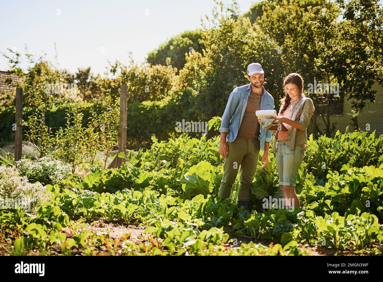 Not a vegetable out of place. two happy young farmers working together ...