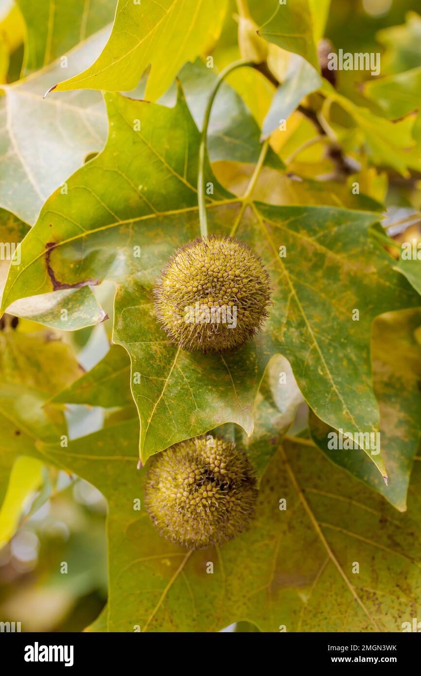 Plane tree (Platanus x hispanica) leaves and fruits in October Stock ...