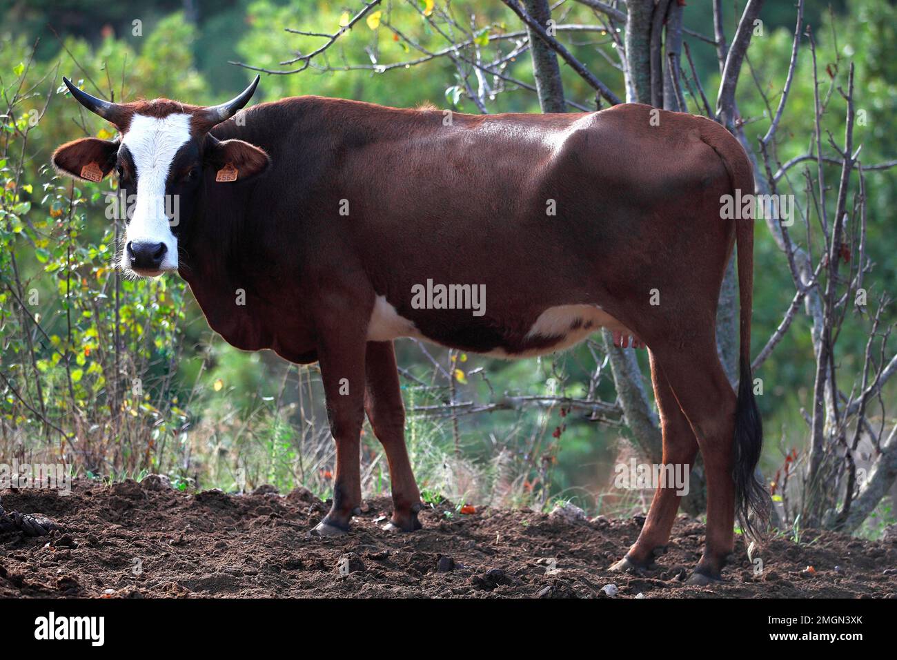 Cow abondance standing Stock Photo - Alamy