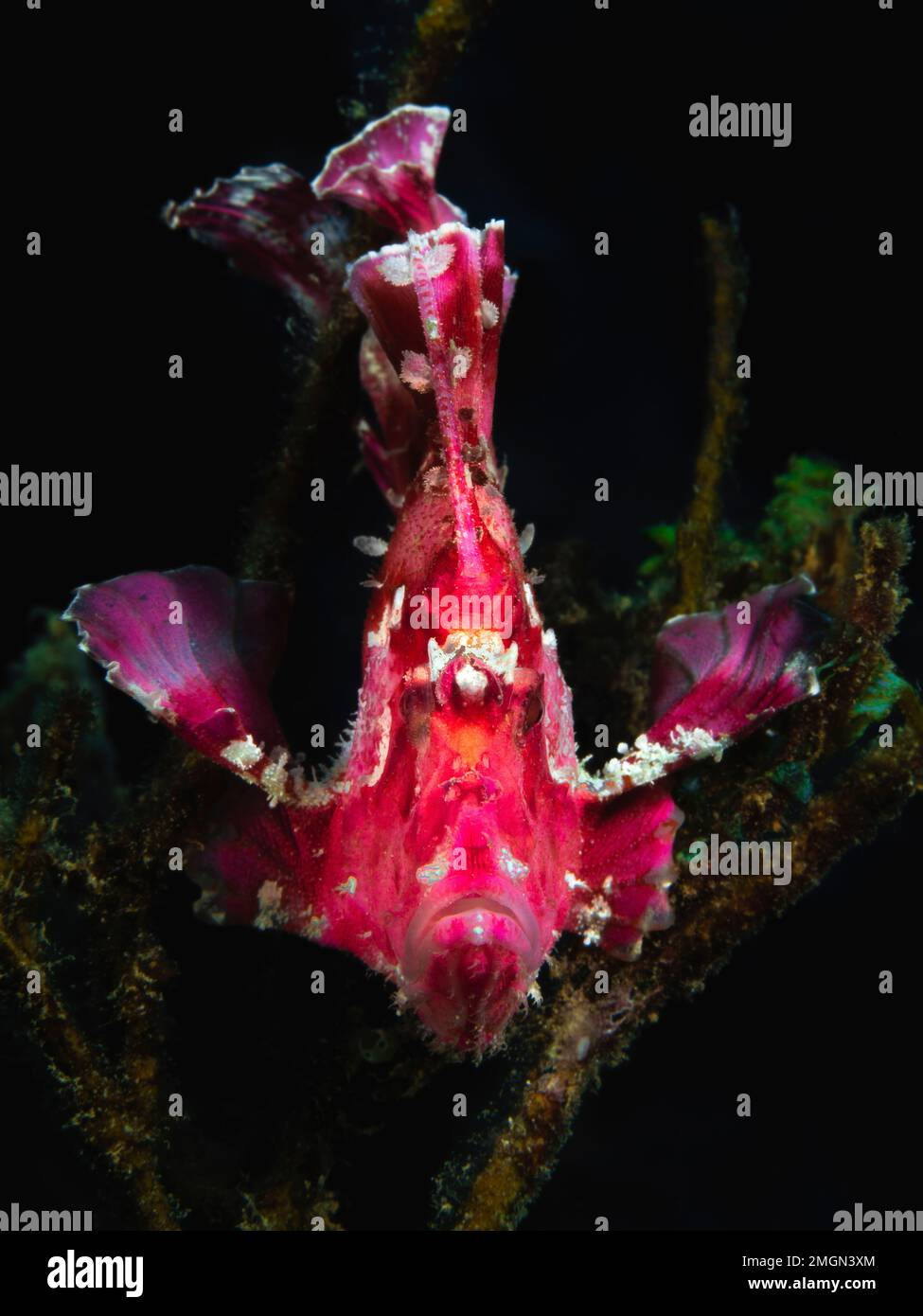 Face to Face with a Leaf Fish. Leaf scorpionfish (Taenianotus ...