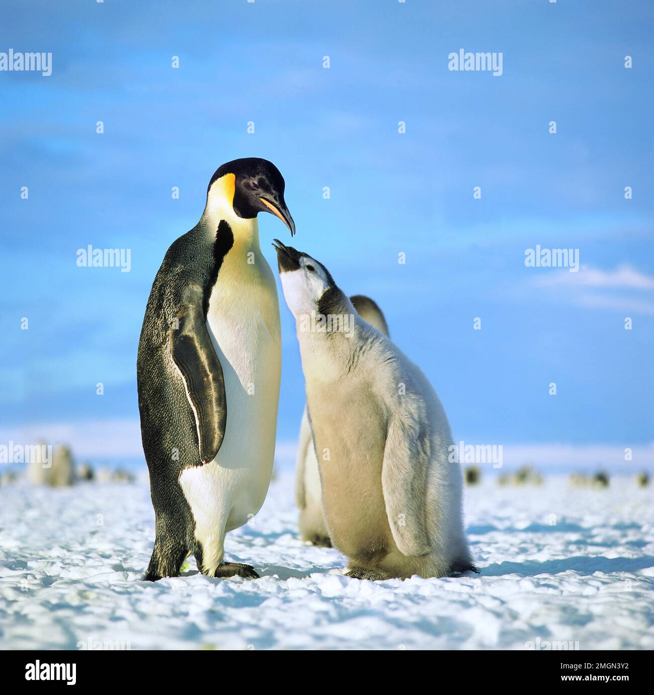 Emperor penguin (Aptenodytes forsteri) about to feed its chick. Cape ...