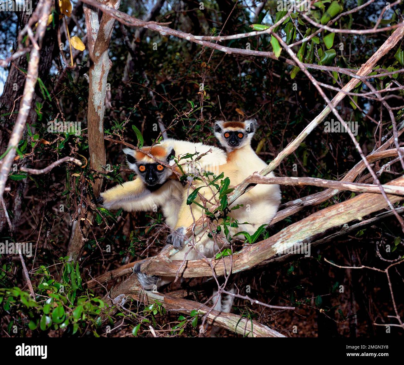 Golden-crowned (Tattersall's) sifaka : (Propithecus tattersalli) with ...