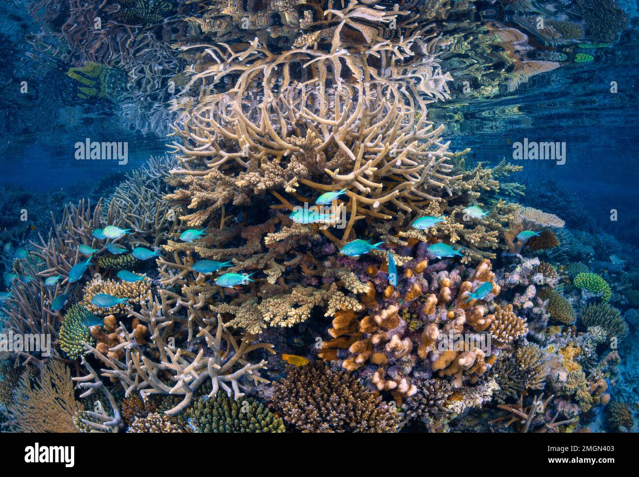 The throne of the reef. The throne of the northern reef could be this ...