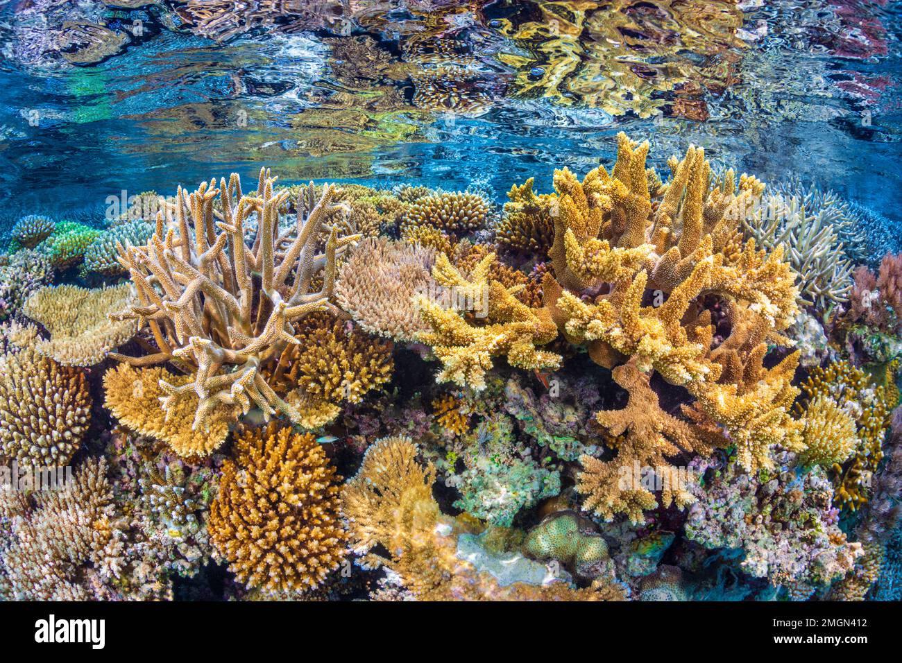 Painting Coral. Like a painting, this photo explodes with colour, shape ...