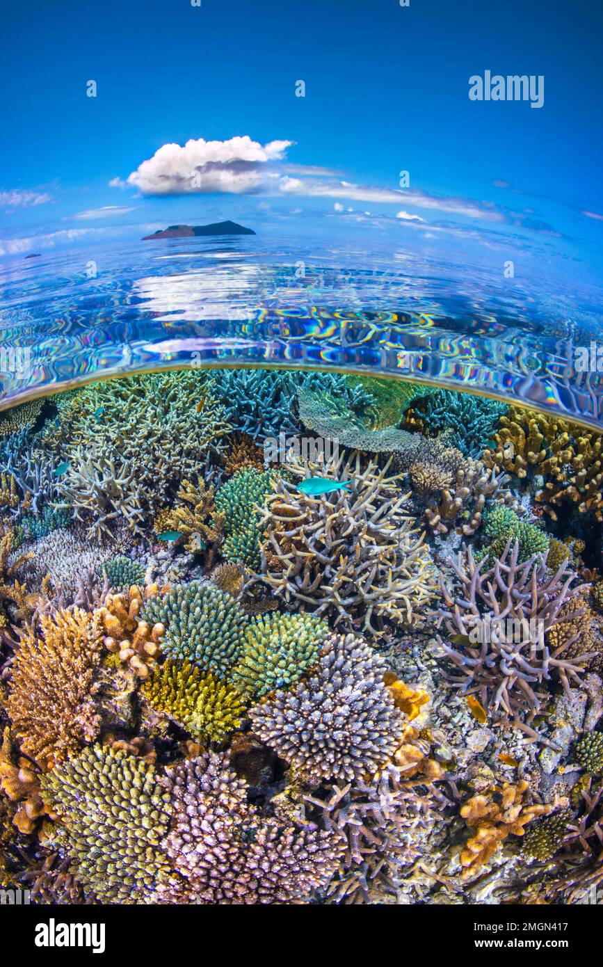 Coral garden of the North Reef. A bird's eye view of the coral garden ...