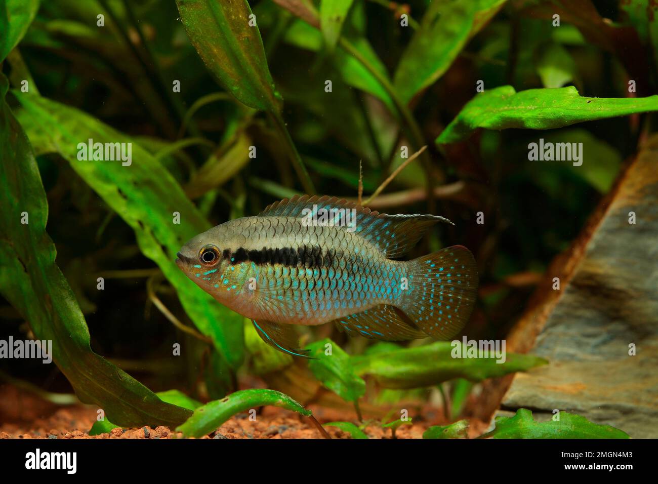 Flag acara laetacara curviceps hi-res stock photography and images - Alamy