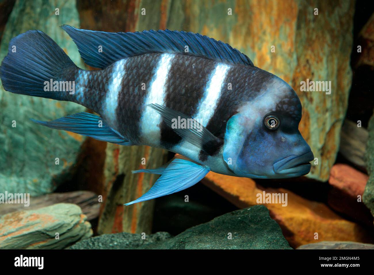 Humphead cichlid (Cyphotilapia frontosa) male blue Zaire in aquarium ...