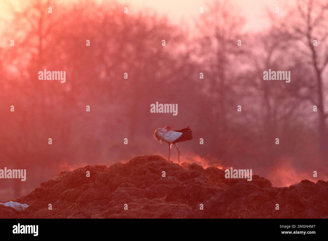 White stork (Ciconia ciconia). Stork snapping its beak on a pile of ...
