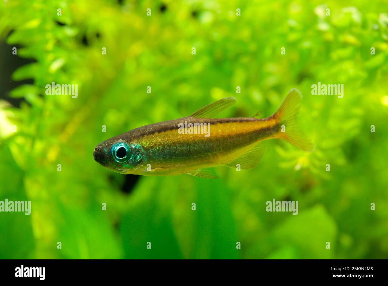 Golden Congo Tetra (Phenacogrammus aurantiacus) in aquarium Stock Photo ...