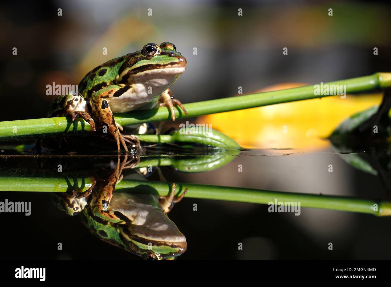 Green frog (Pelophylax kl. esculentus) on a yellow iris stem and its ...