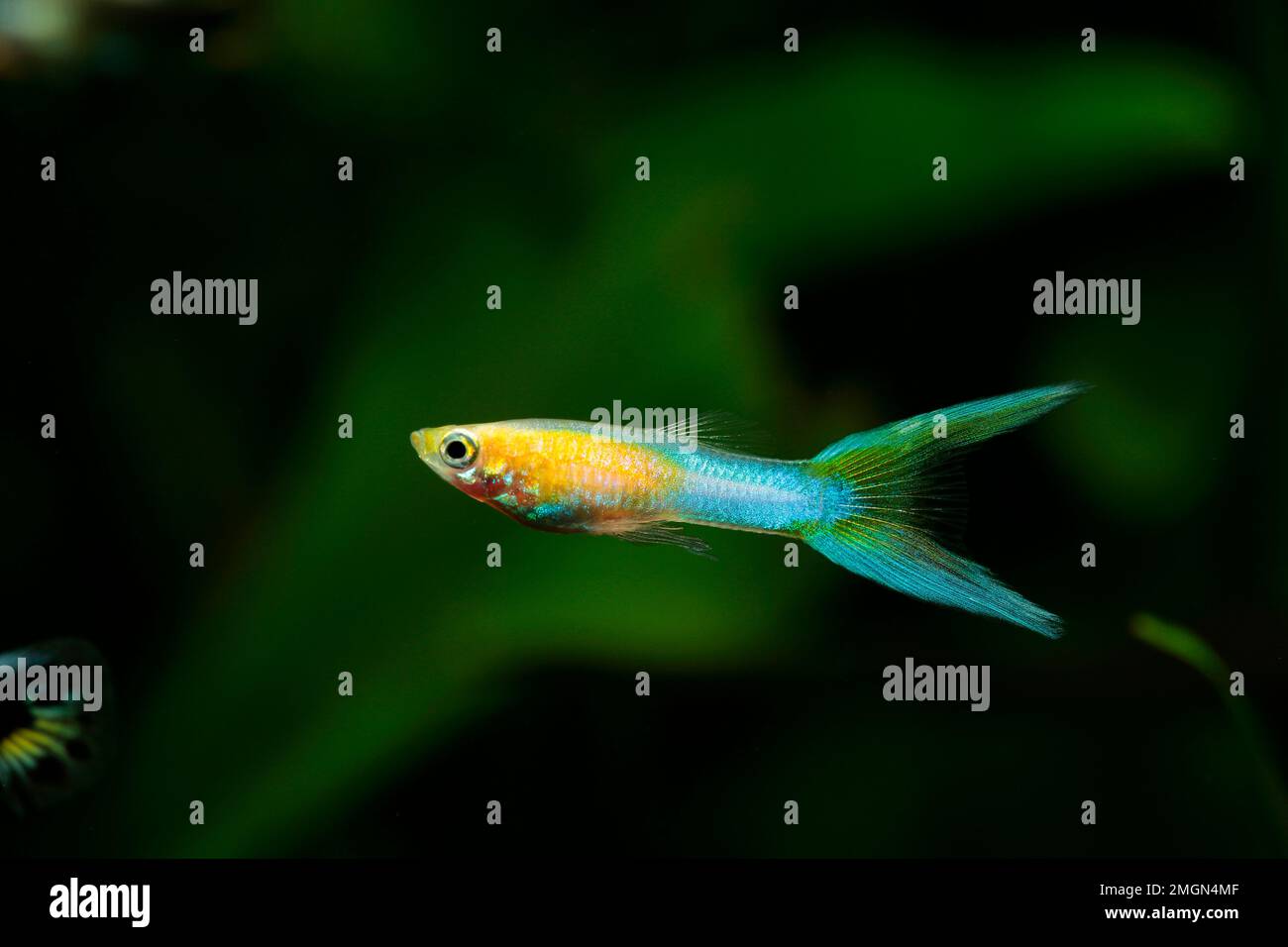 Endler's guppy (Poecilia wingei) Gold lyre blue male in aquarium ...