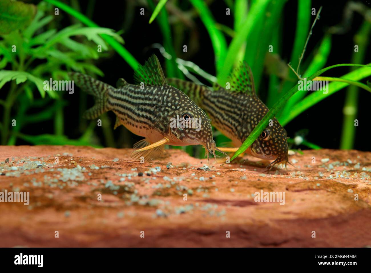 Sterba's corydoras (Corydoras sterbai) moving in aquarium Stock Photo ...
