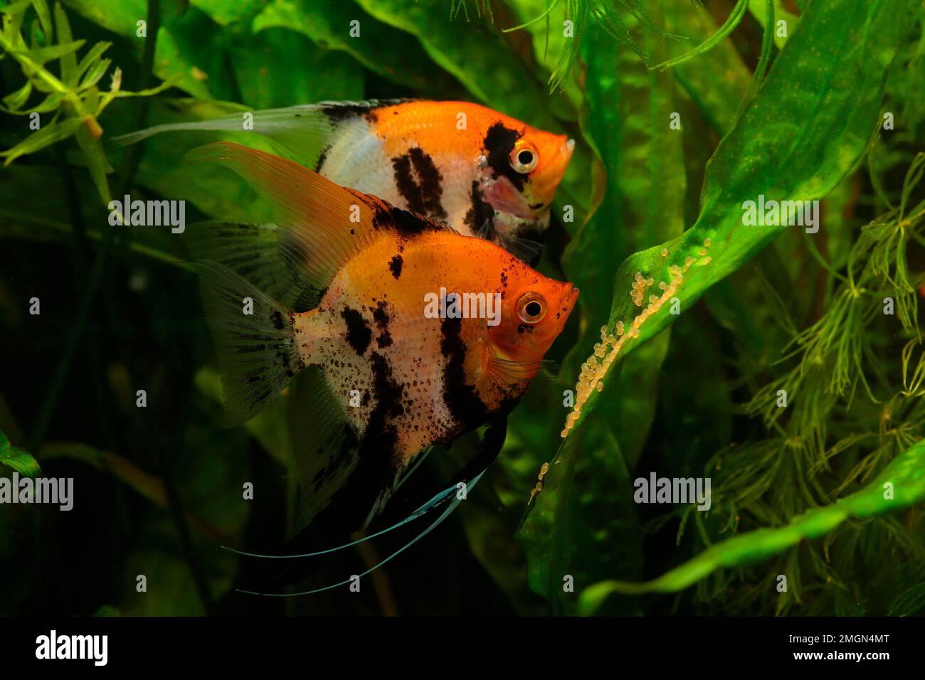 Red-headed Koi freshwater angelfish (Pterophyllum scalare). Pair of Koi ...