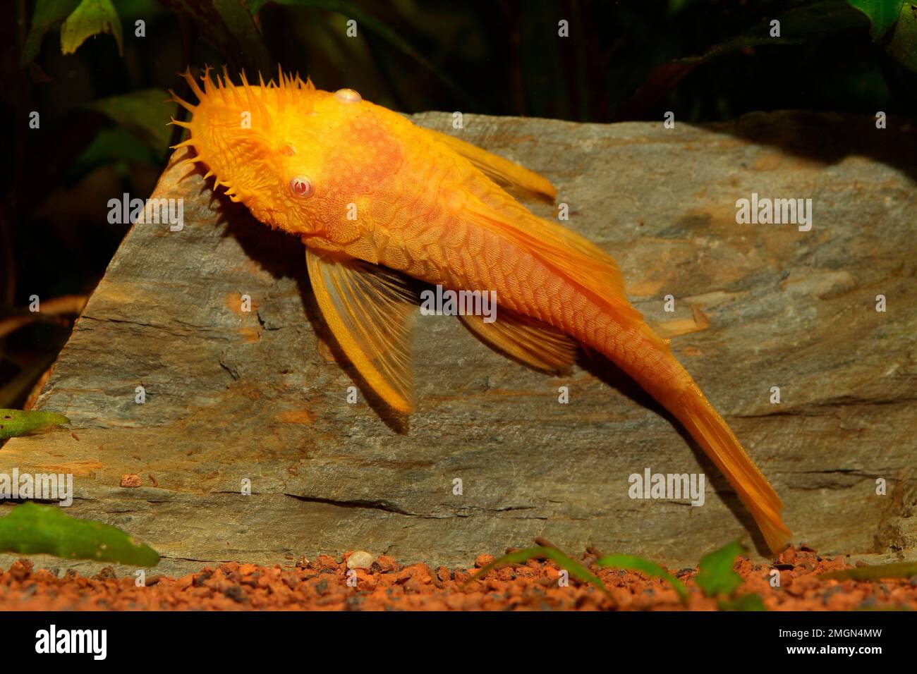 Albino Bushymouth Catfish (Ancistrus dolichopterus) 'gold' male on ...