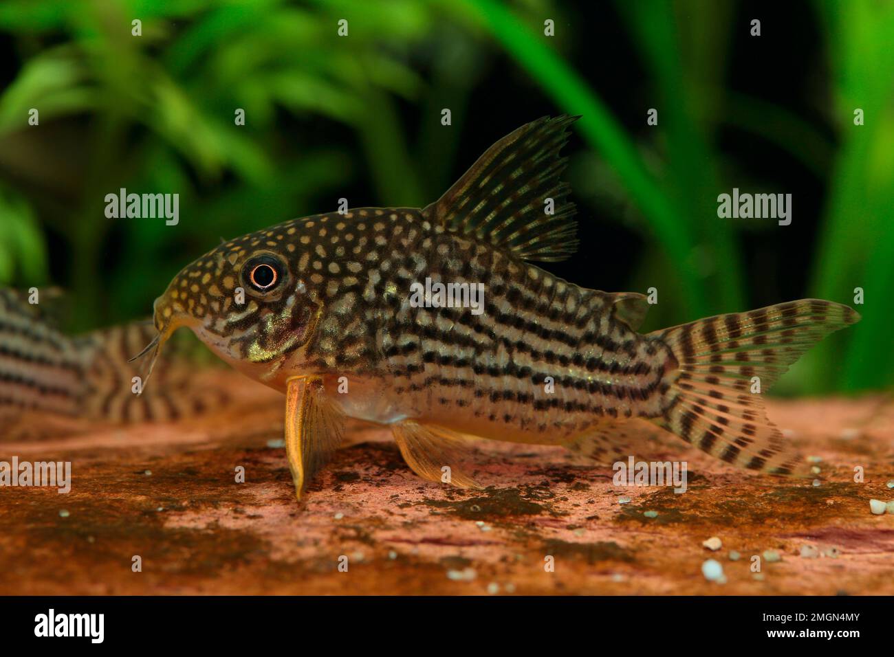 Sterba's corydoras (Corydoras sterbai) on stone in aquarium Stock Photo ...