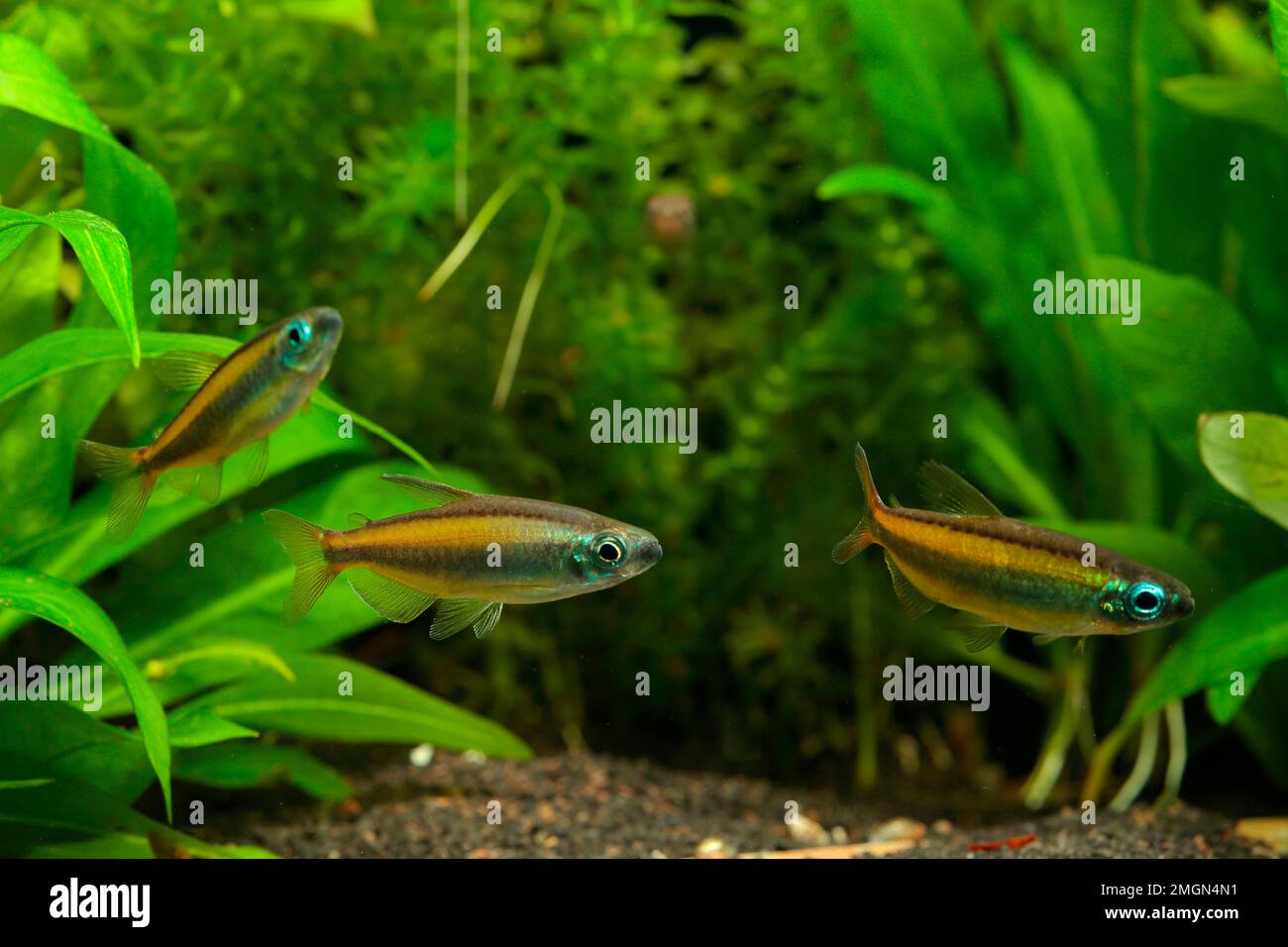 Golden Congo Tetra (Phenacogrammus aurantiacus) moving in aquarium ...