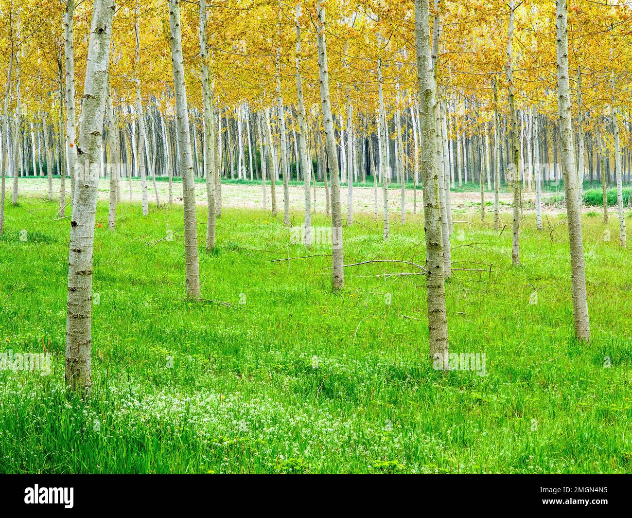 Poplar plantation in the Po Valley, Italy Stock Photo - Alamy