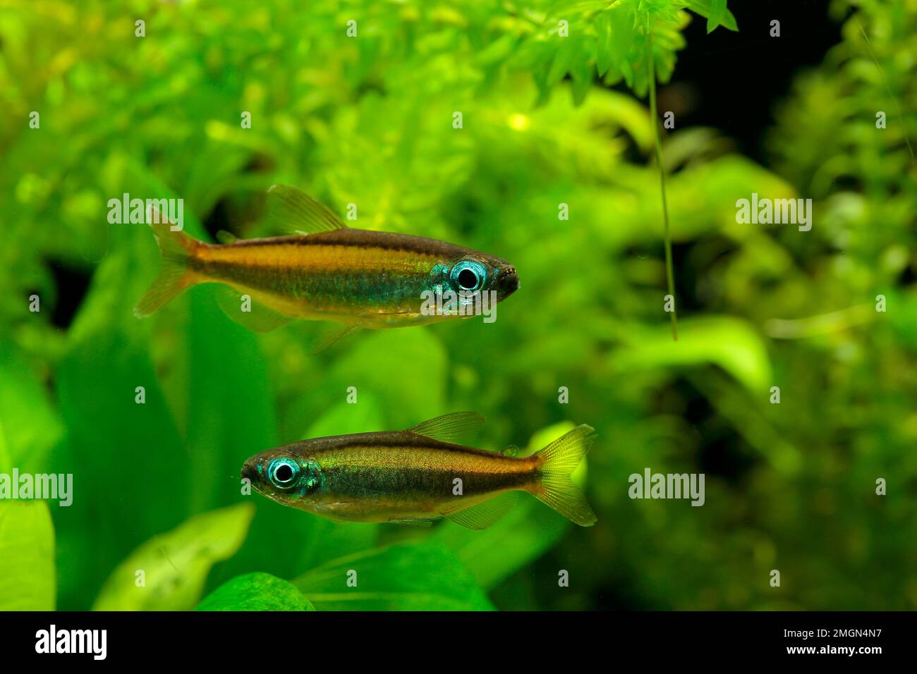 Golden Congo Tetra (Phenacogrammus aurantiacus) pair in aquarium Stock ...
