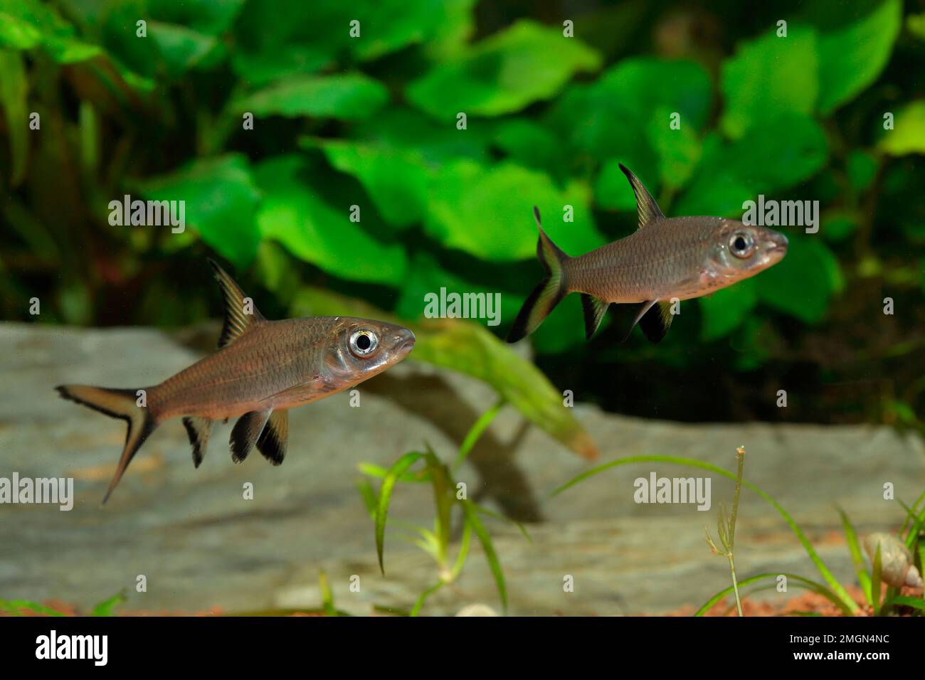 Bala sharkminnow (Balantiocheilos melanopterus) two juveniles in ...