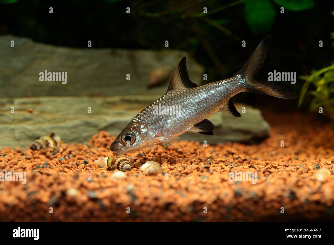 Tricolor sharkminnow (Balantiocheilos melanopterus) juvenile in ...