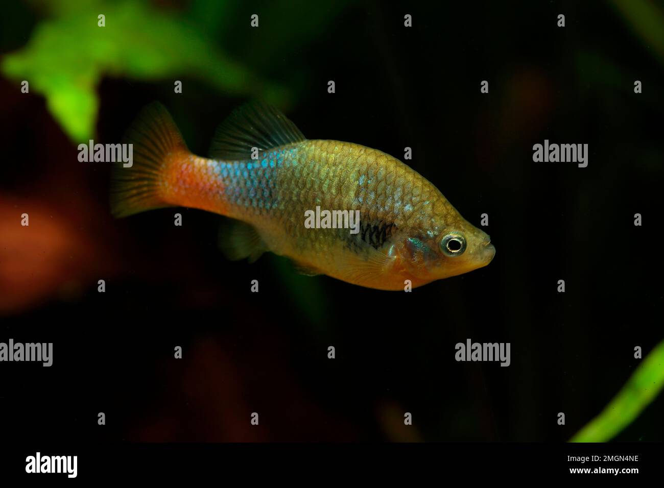 Redtail Goodeid (Xenotoca doadrioi), Xenotoca doadrioi "San Marcos ...