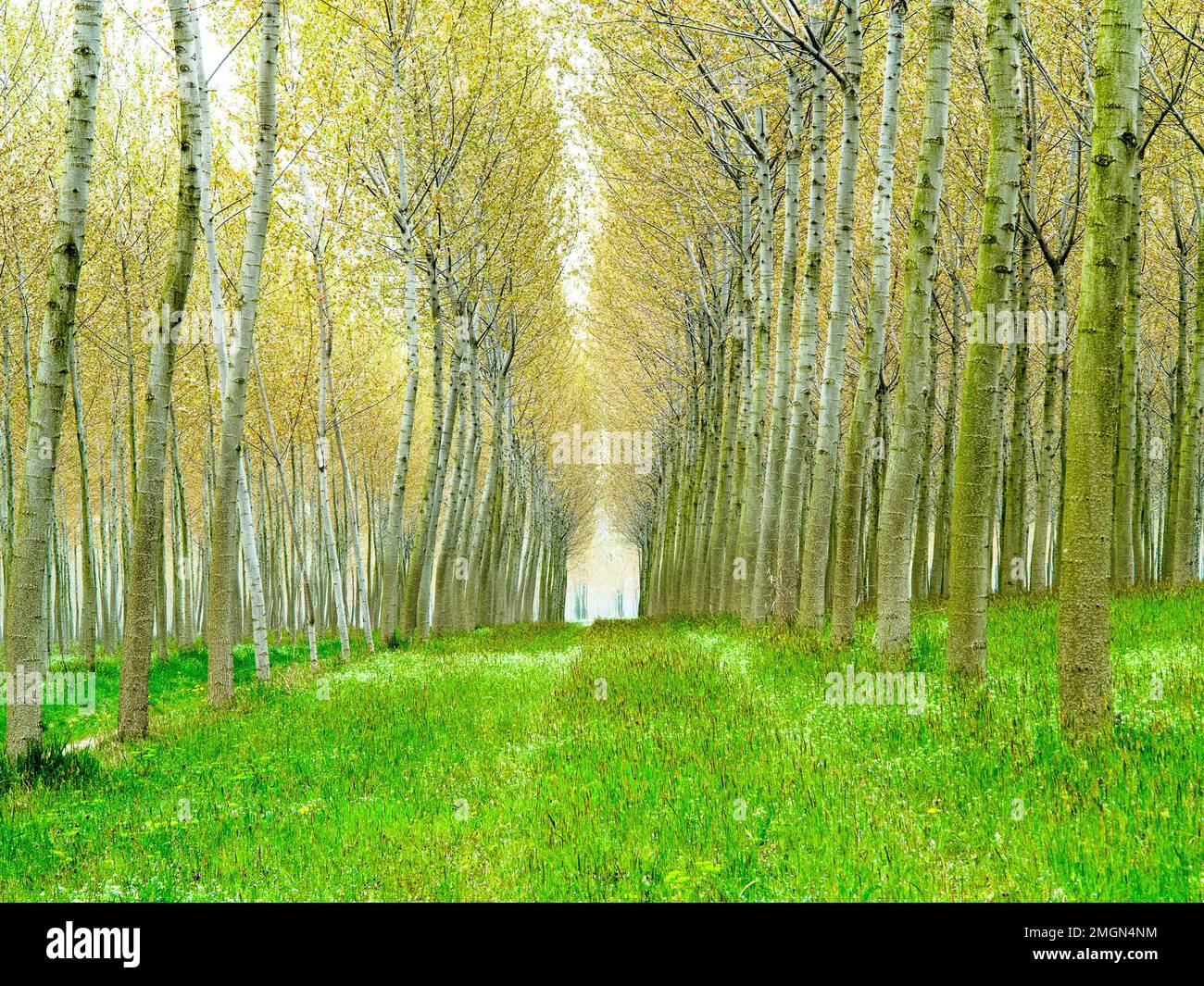 Poplar plantation in the Po Valley, Italy Stock Photo - Alamy