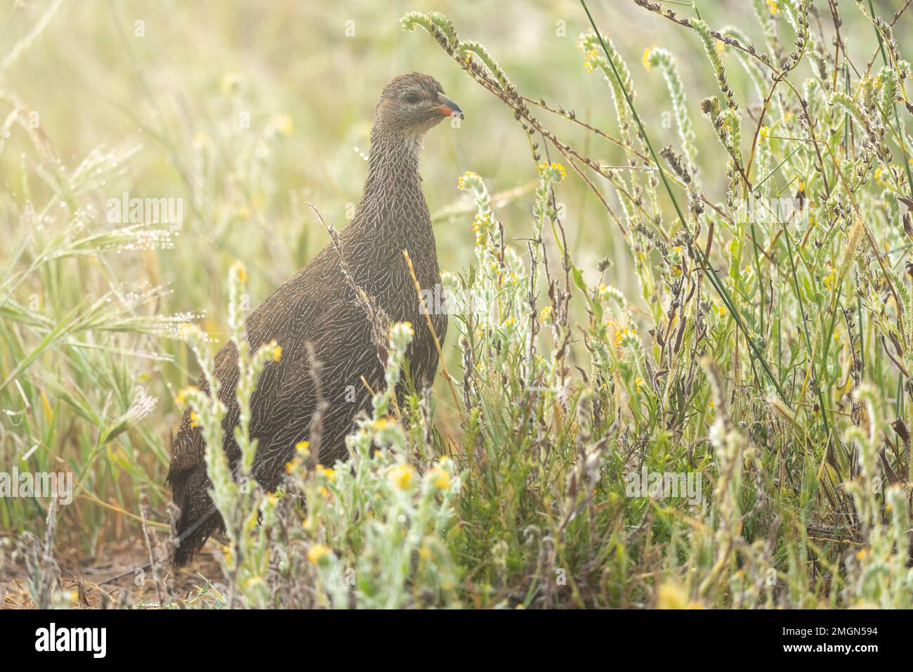 Cape spurfowl or Cape francolin (Pternistis capensis) in the early ...