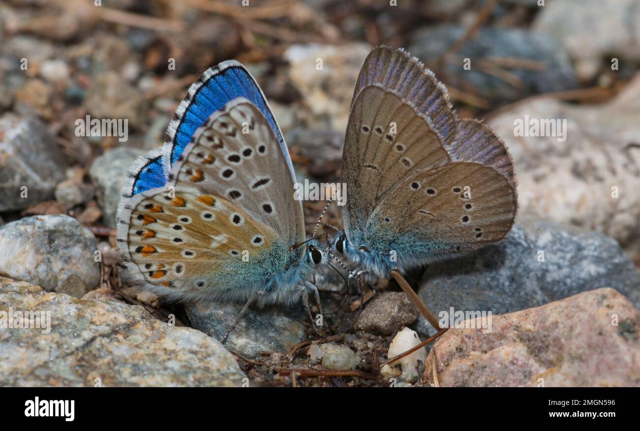 Adonis Blue (Lysandra bellargus) and Greek Mazarine Blue (Cyaniris ...