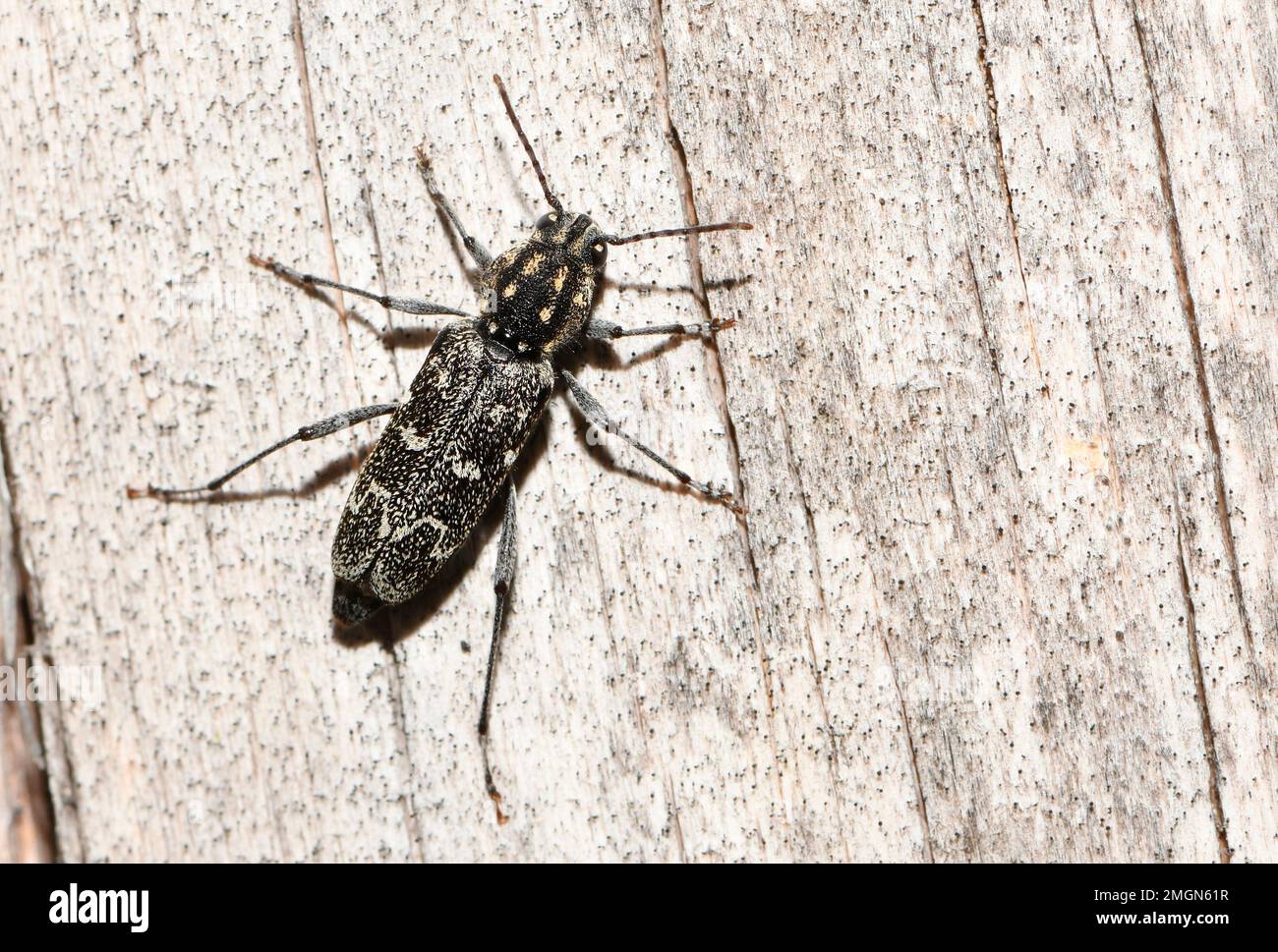 Rusticoclytus rusticus hi-res stock photography and images - Alamy
