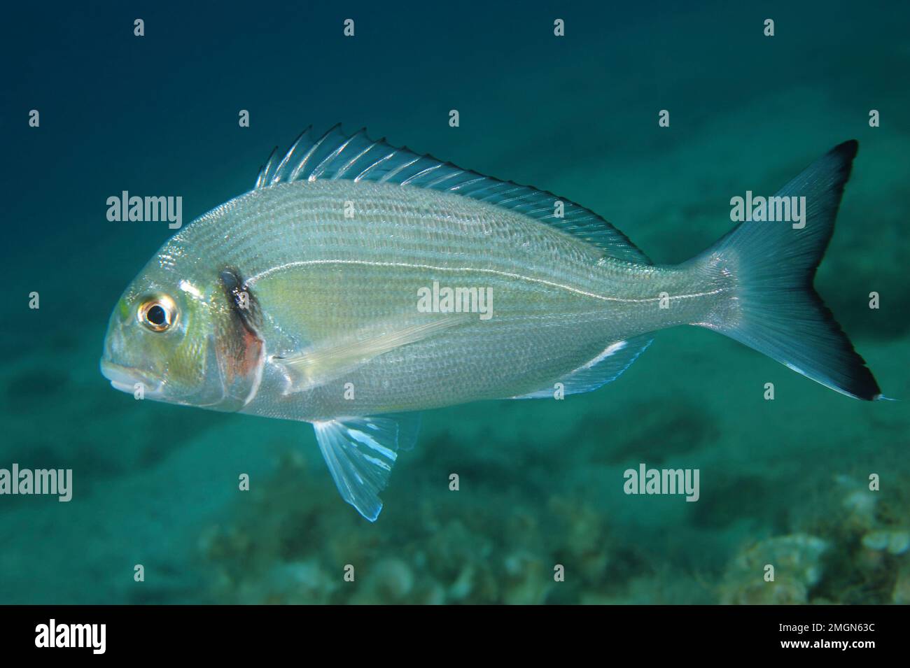Gilthead seabream (Sparus auratus), Lion de Mer dive site, Saint ...