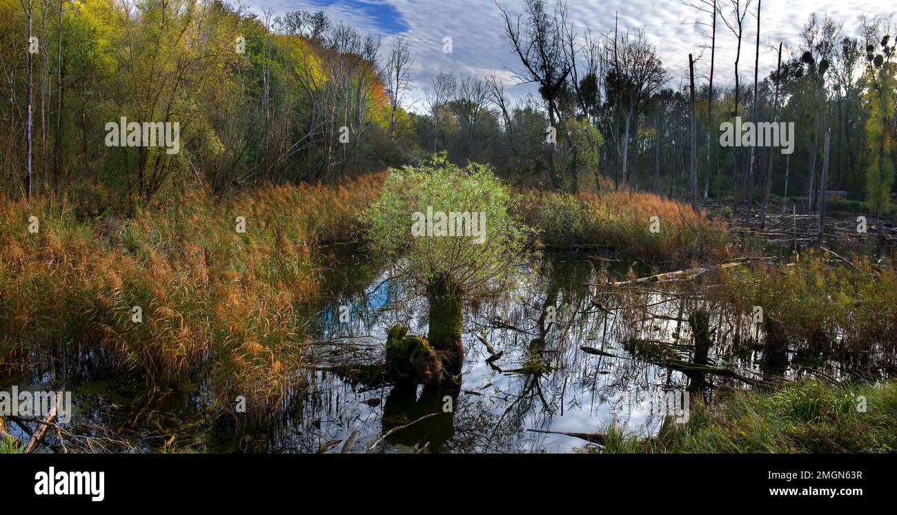 Forest edge effect hi-res stock photography and images - Alamy