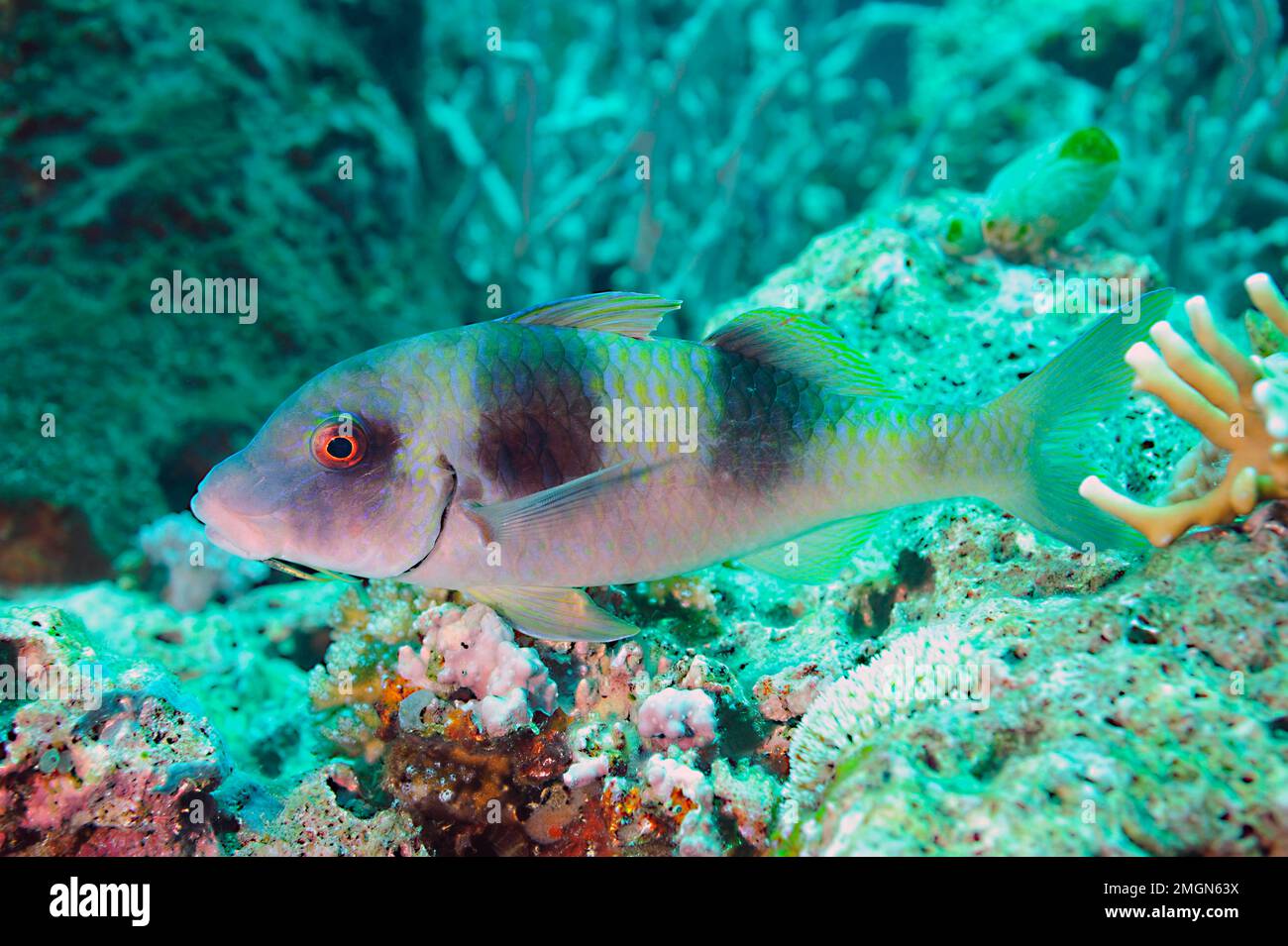 Pseudupeneus bifasciatus hi-res stock photography and images - Alamy