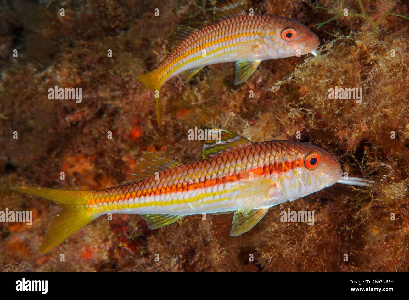 Striped red mullet (Mullus surmuletus), Lion de Mer dive site, Saint ...