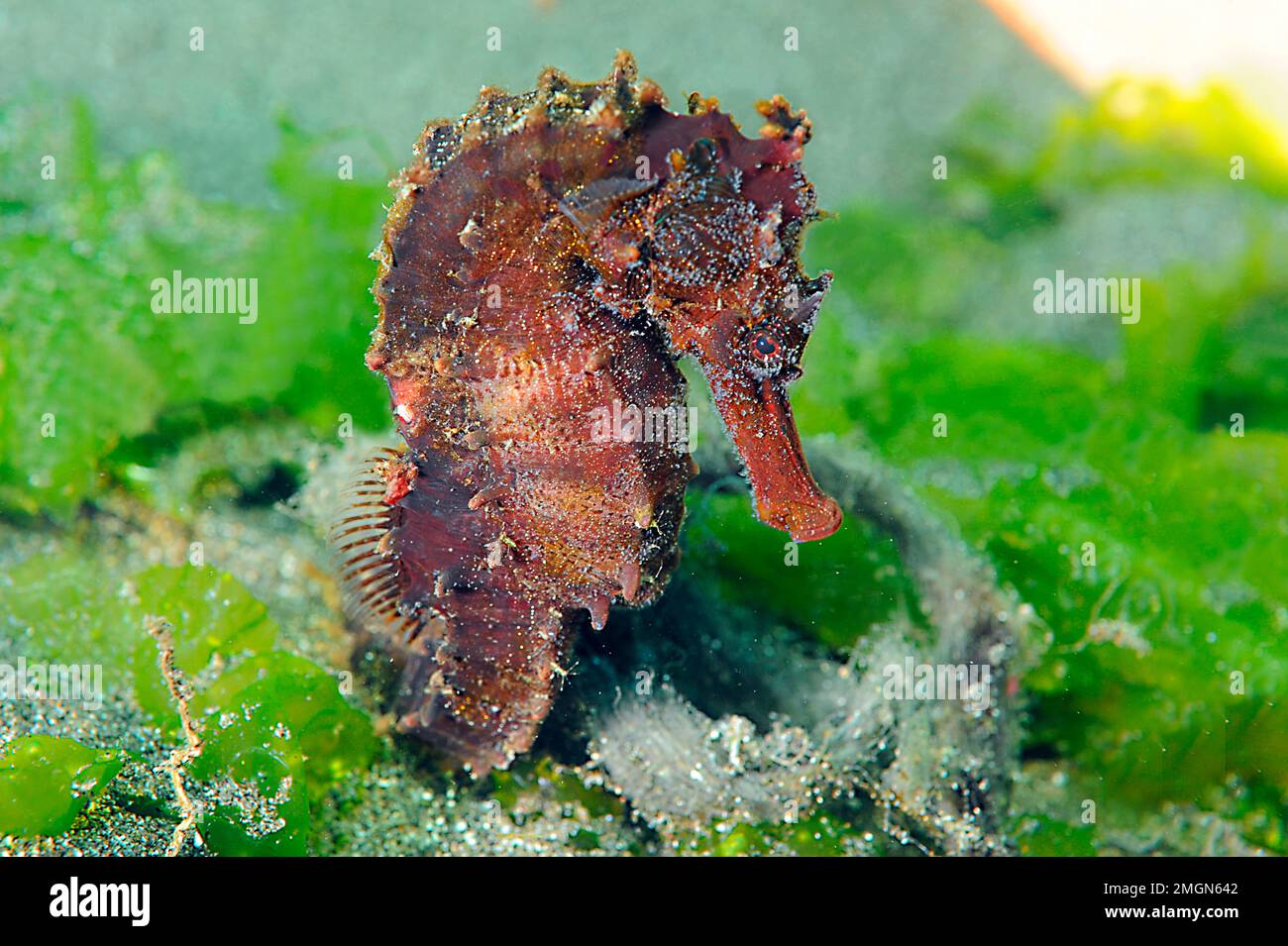 Common seahorse (Hippocampus taeniopterus), Secret Bay dive site ...