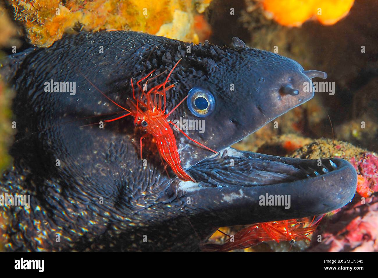 Mediterranean moray eel (Muraena helena) and its cleaner shrimp, Le ...