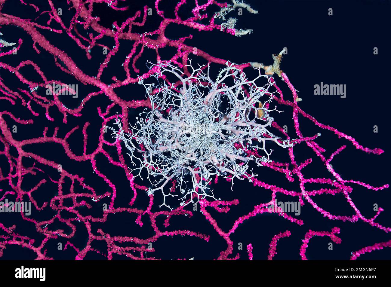 Gorgon's head (Astrospartus mediterraneus), Lion de mer dive site ...