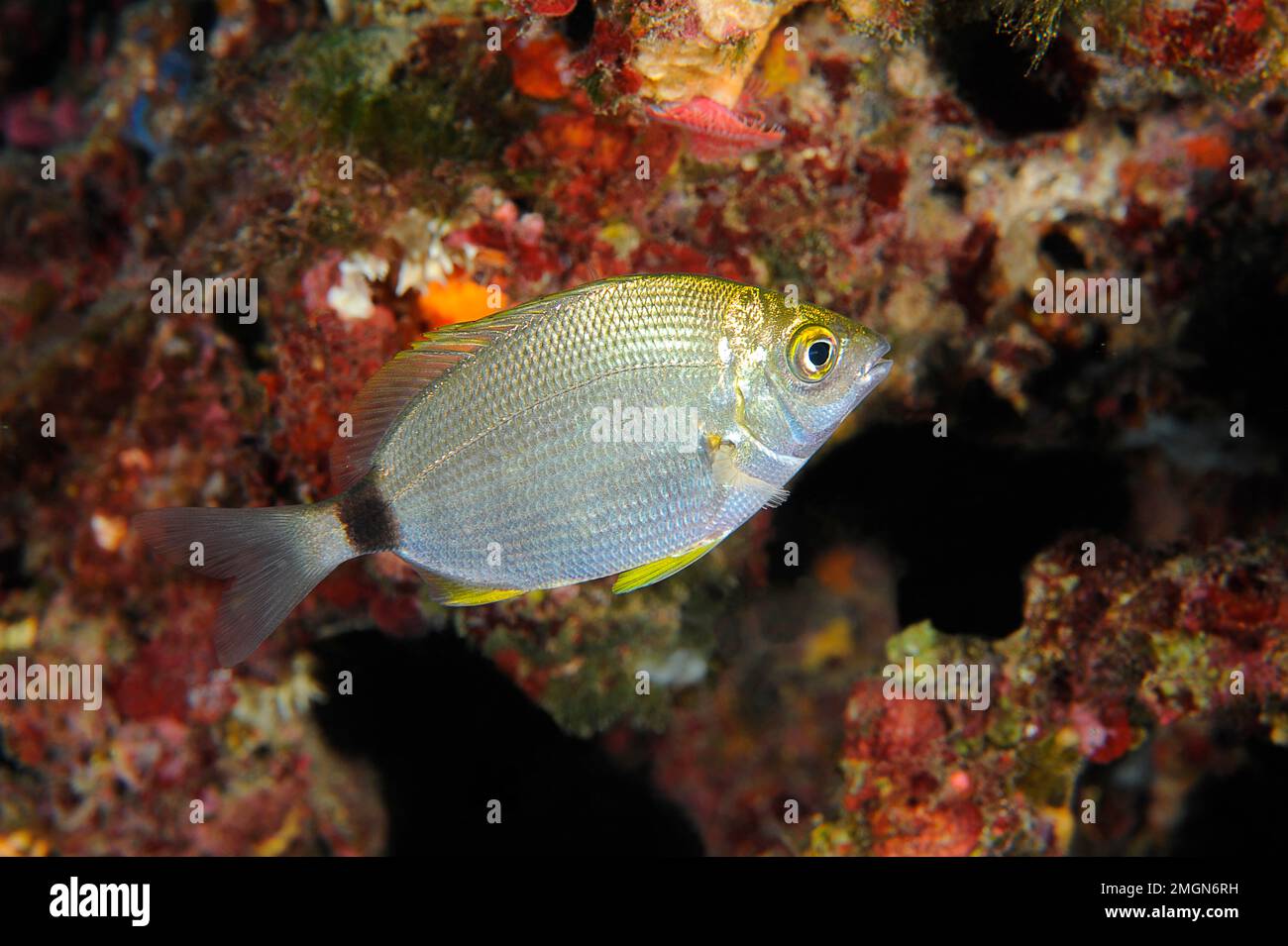 Annular seabream (Diplodus annularis), Lion de mer dive site, Saint ...