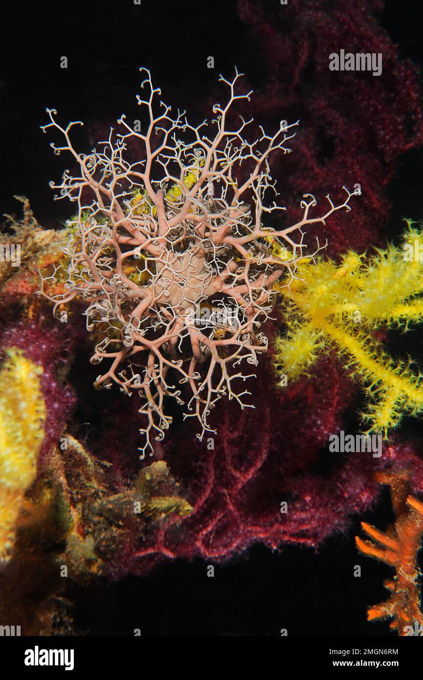 Gorgon's head (Astrospartus mediterraneus), Lion de mer dive site ...