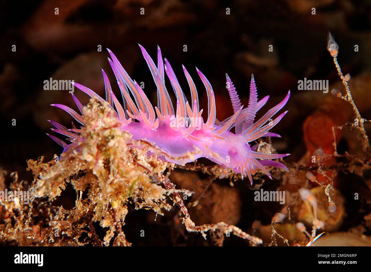 Pink coryphella (Flabellina pedata) on bottom, Pyramids diving site, Le ...