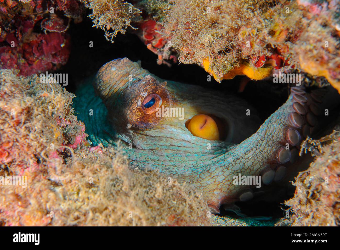 Common octopus (Octopus vulgaris) in the reef, Lion de mer dive site ...