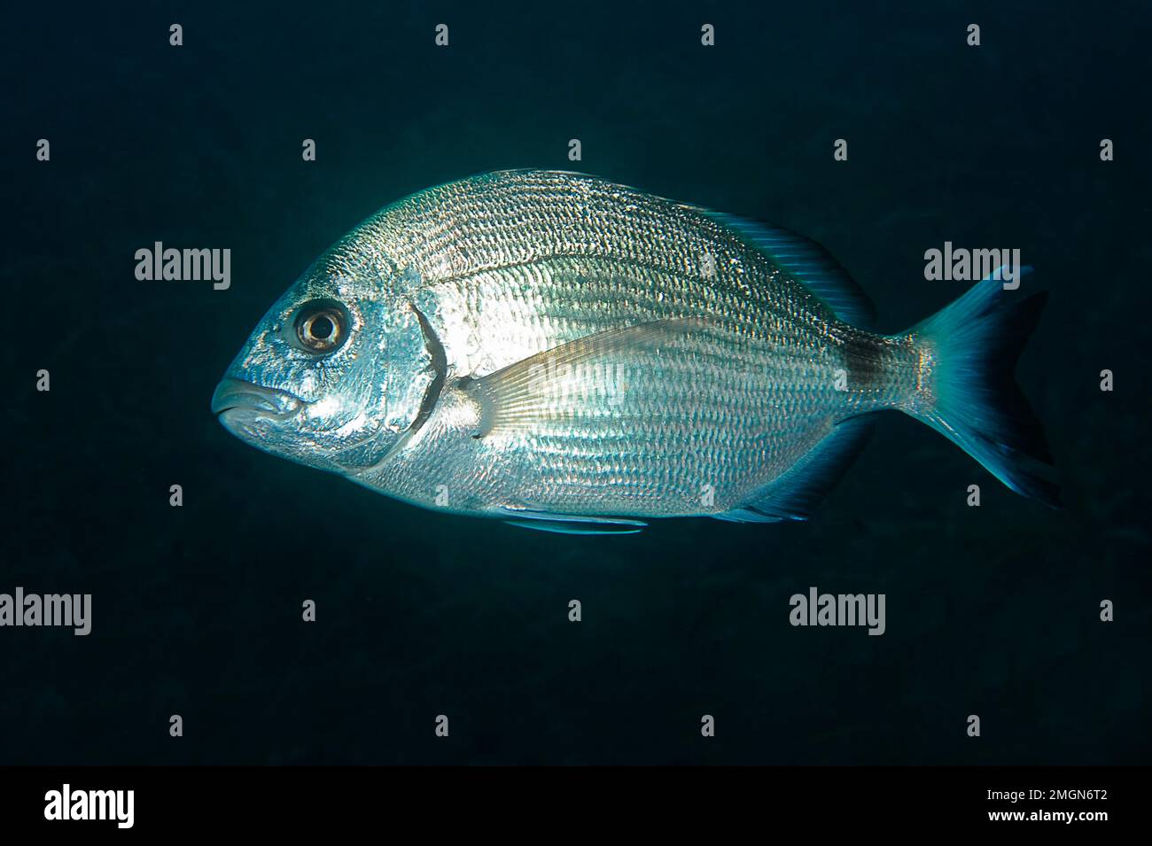 Common two-banded seabream (Diplodus vulgaris), Pyramids diving site ...