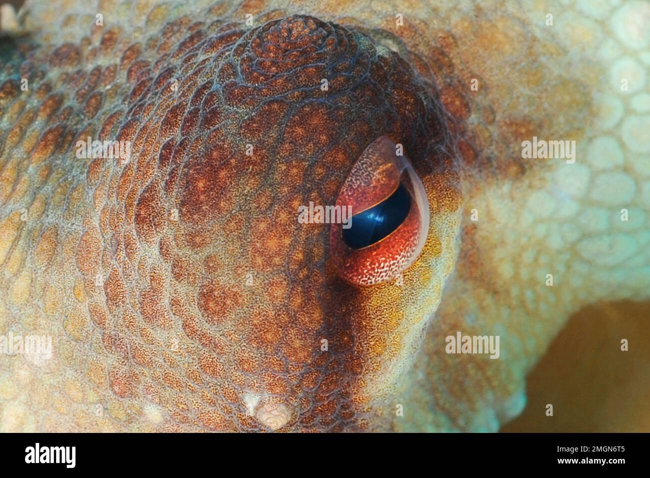 Common octopus (Octopus vulgaris), Lion de mer dive site, Saint-Raphaël ...