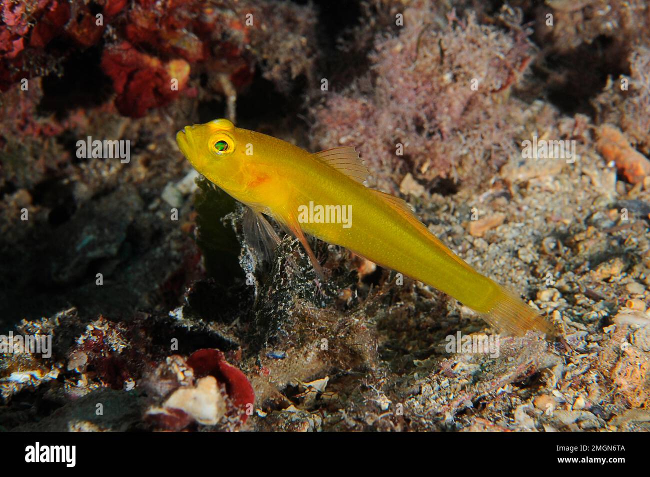 Golden goby (Gobius auratus), Lion de mer dive site, Saint-Raphaël, Var ...