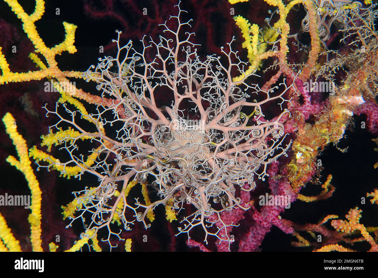 Gorgon's head (Astrospartus mediterraneus), Lion de mer dive site ...