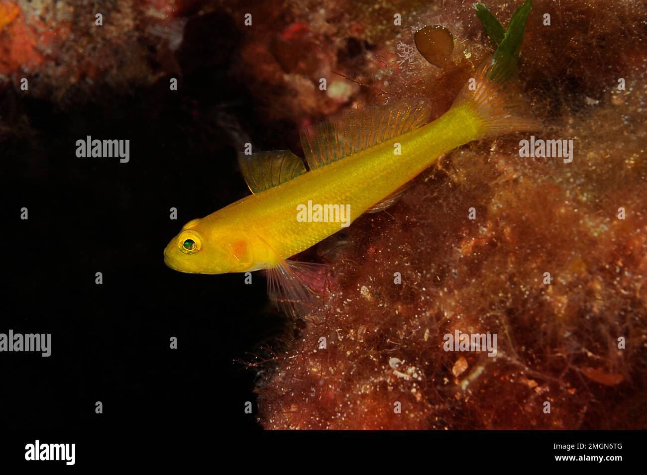 Golden goby (Gobius auratus),Pyramids diving site, Le Dramont, Var ...