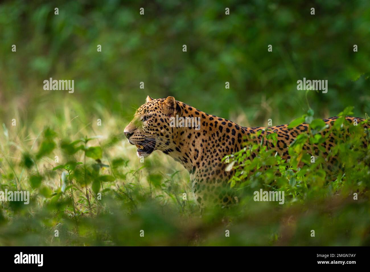 indian wild male leopard or panther or panthera pardus fusca face ...