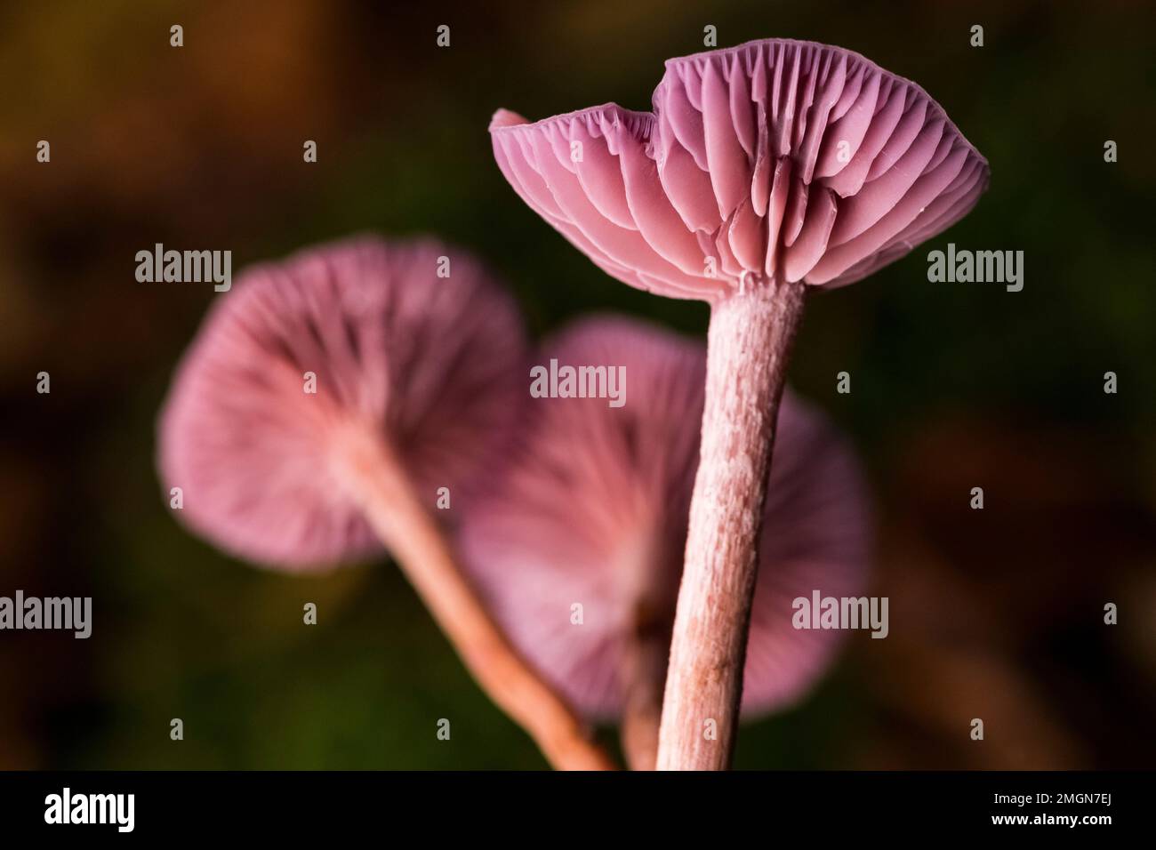 Purple Mousseron (Laccaria amethystina), forêt de la Reine, Lorraine ...