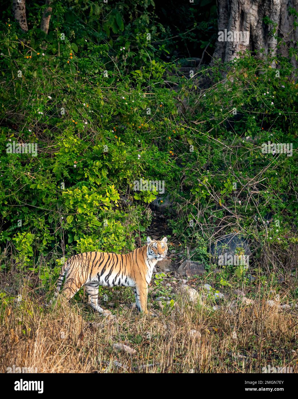wild female tiger or tigress or panthera tigris tigris with eye contact ...