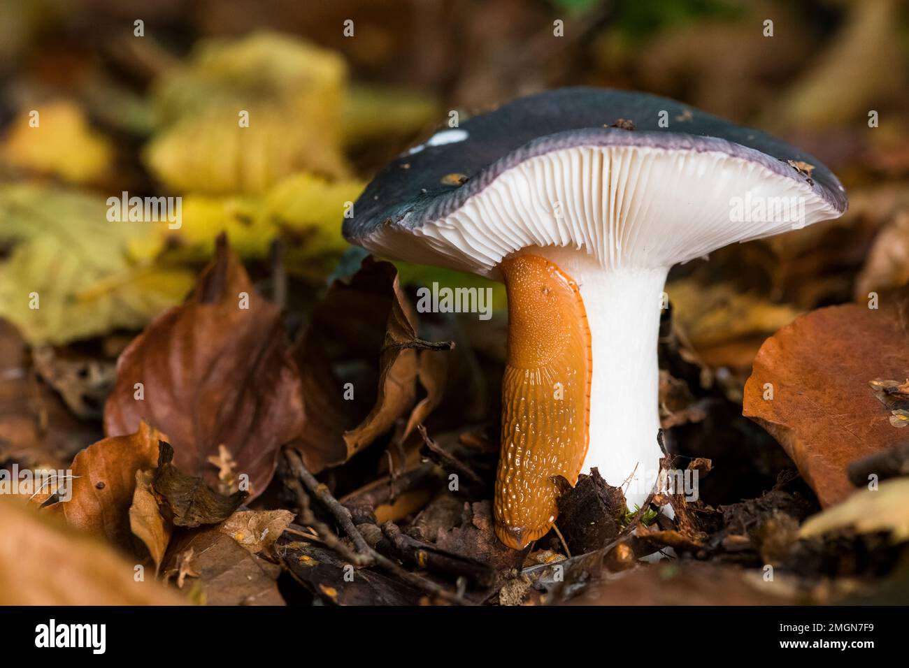 Dusky arion (Arion subfuscus) on a Russula (Russula sp), Forêt de la ...